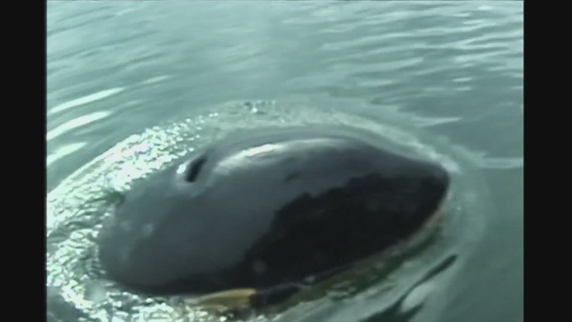 How whale calls have been used to reunite orcas in the past | king5.com