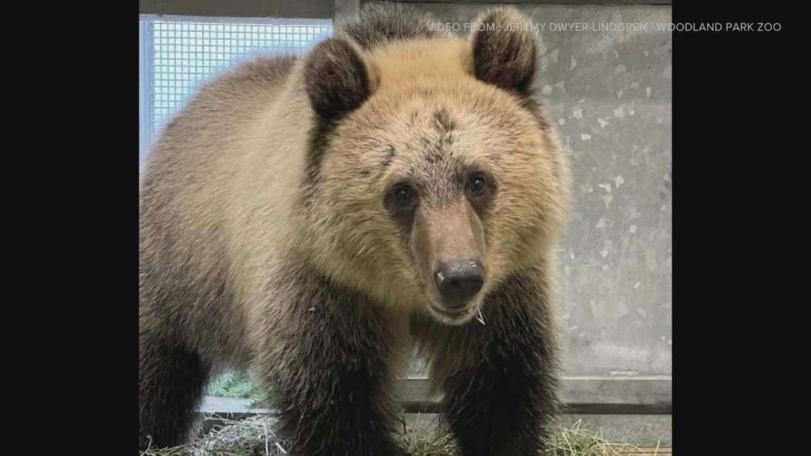 New grizzly cub arrives at Woodland Park Zoo | king5.com