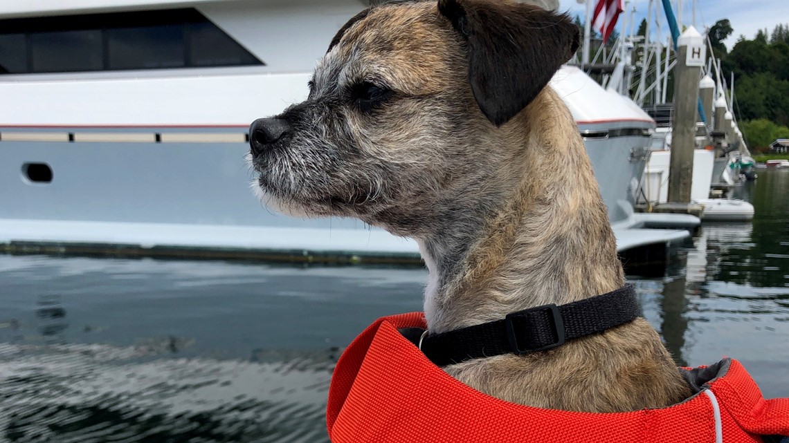 Five tips for boating safely with your dog in the PNW | king5.com