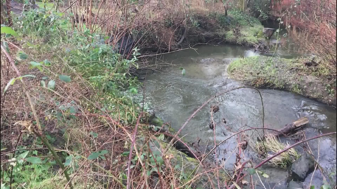 Chef creates new fish refuge | king5.com
