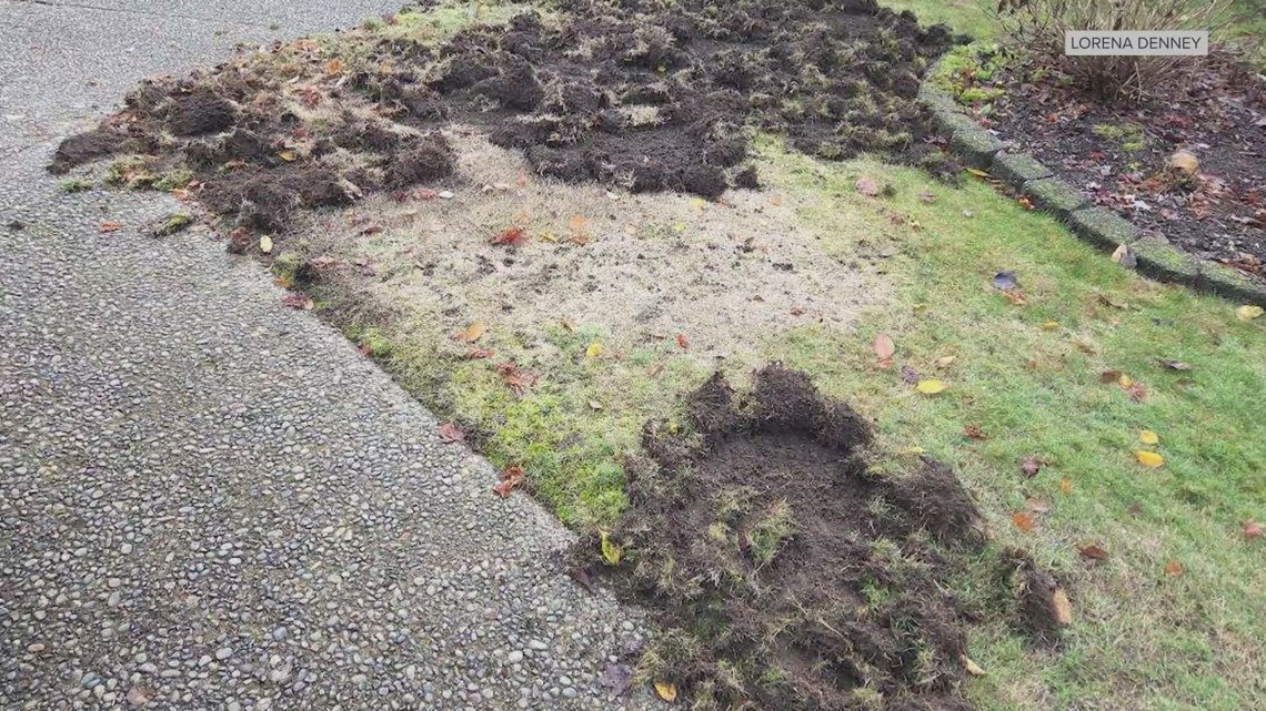 Raccoons, crows destroying lawns across western Washington | king5.com