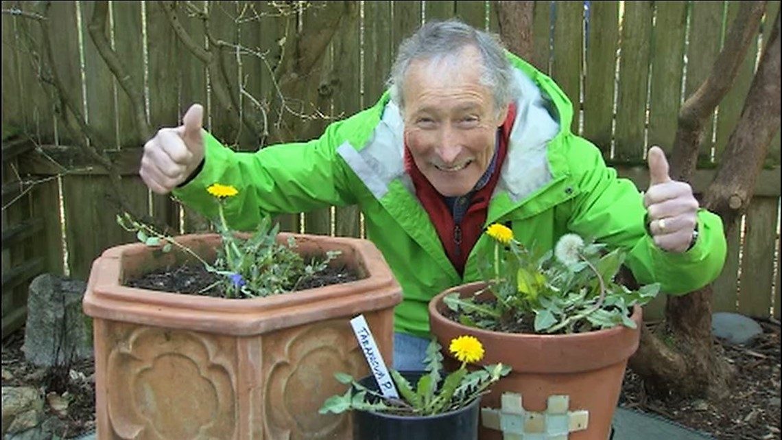 Ciscoe Morris plant pick brightening Northwest gardens this spring ...