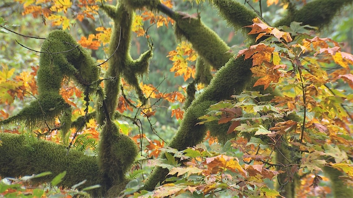 Five hikes for seeing fall colors in western Washington | king5.com