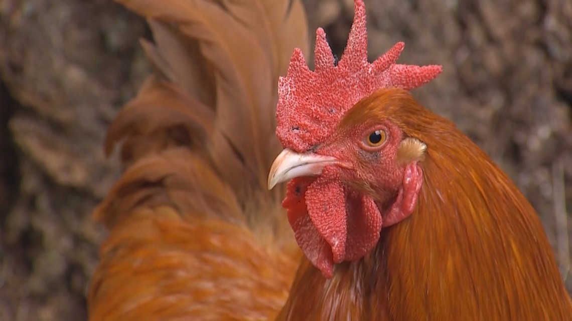 A Sanctuary For The Lost Boys Of The Poultry World King5