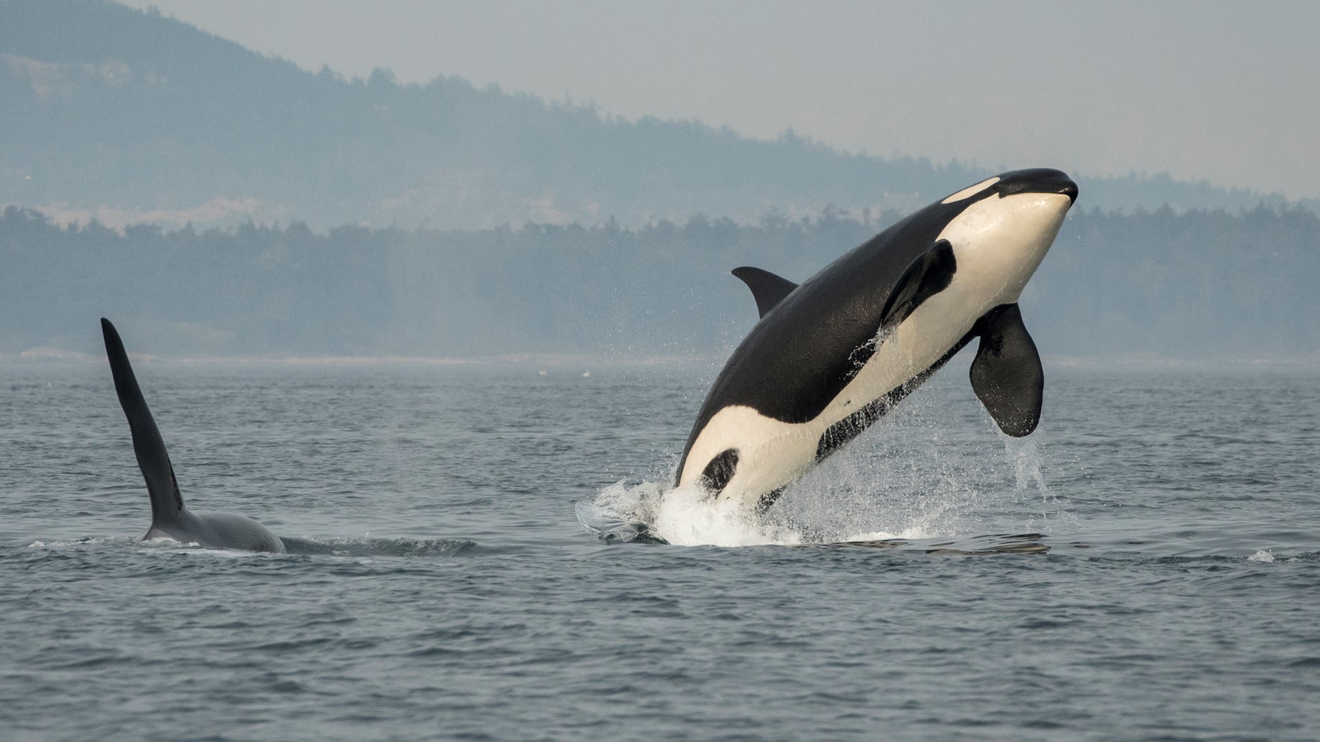 Breaching dams to save Northwest orcas is contentious issue | king5.com