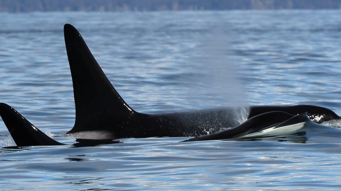 Record number of Bigg's killer whales seen in Salish Sea Thursday ...
