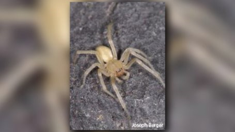 These venomous spiders are found in Western Washington | king5.com