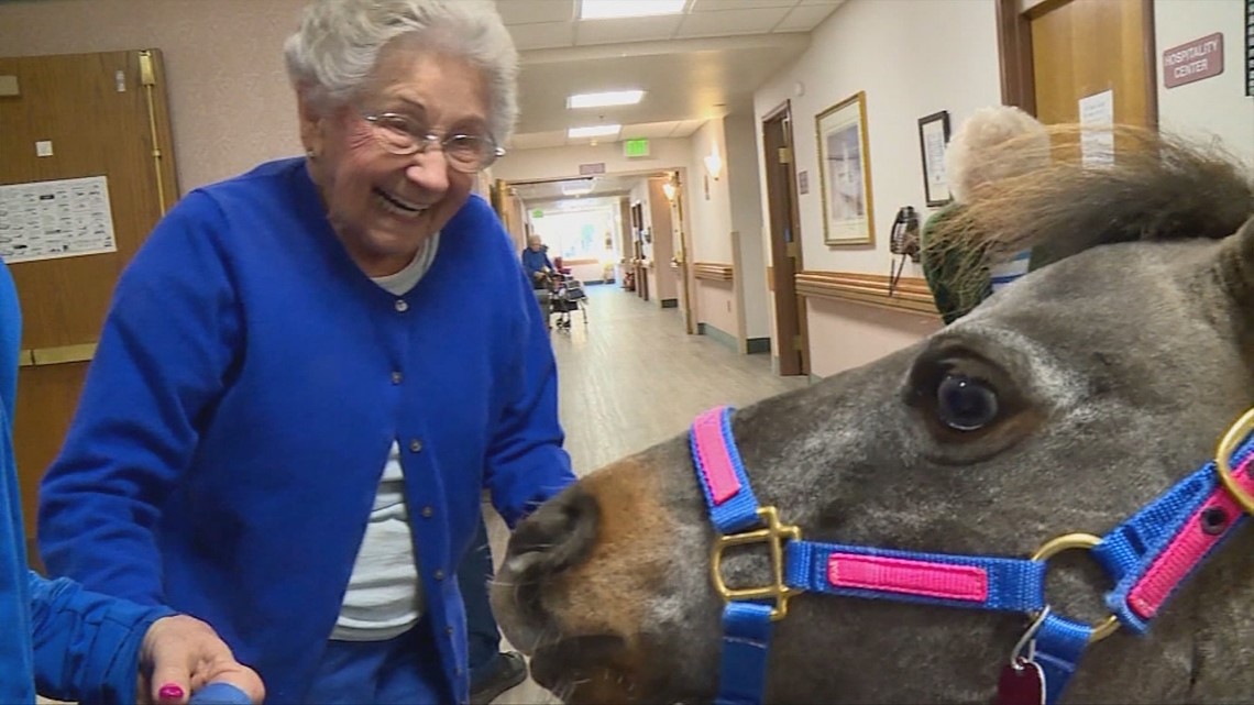 Visiting Hooves' mini-horses and fuzzy bunnies bring joy to nursing ...
