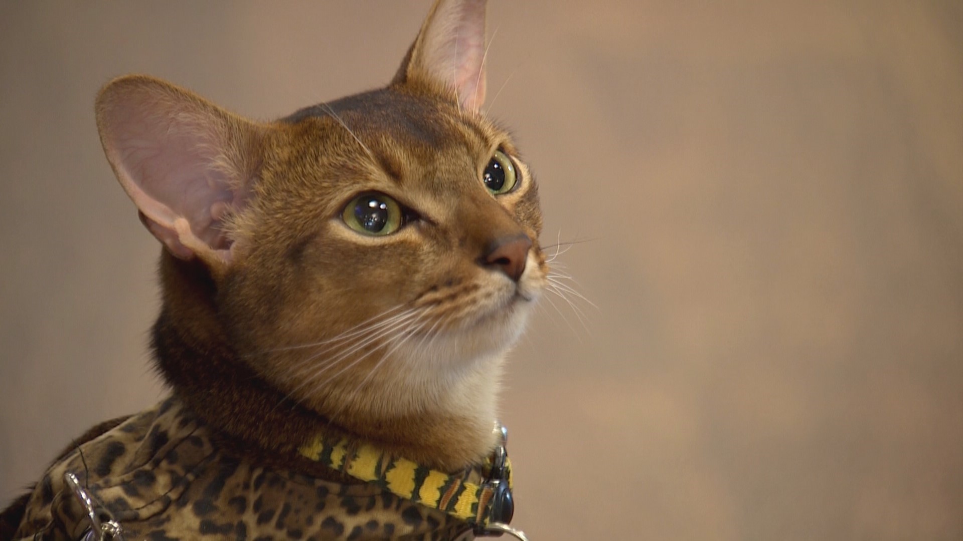 Meet Abner, the rockstar of pet therapy cats | king5.com