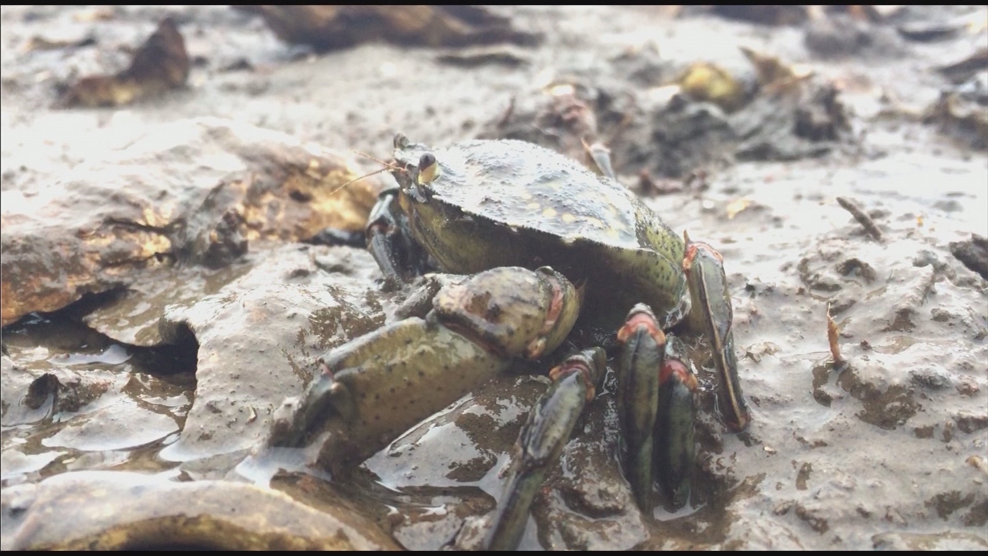 Invasive green crabs poised to move to South Sound | king5.com