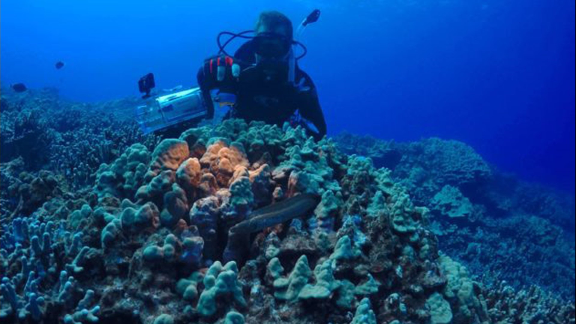 Allen Coral Atlas tracks changes in the world’s reefs from space ...