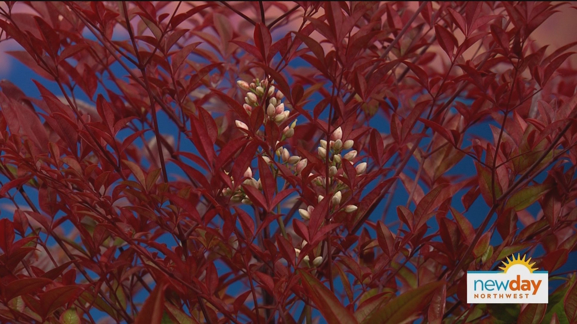 Pacific Northwest Gardening with Ciscoe: The Nandina plant, also known ...