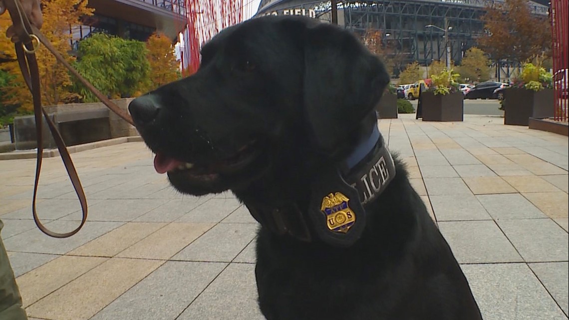 New ATF canine helps sniff out explosives in the Pacific Northwest ...