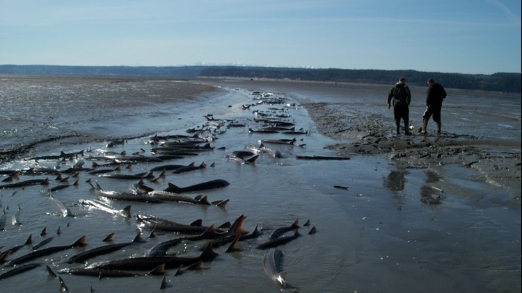 What's lurking in Lake Washington? 'Monster' fish explained | king5.com