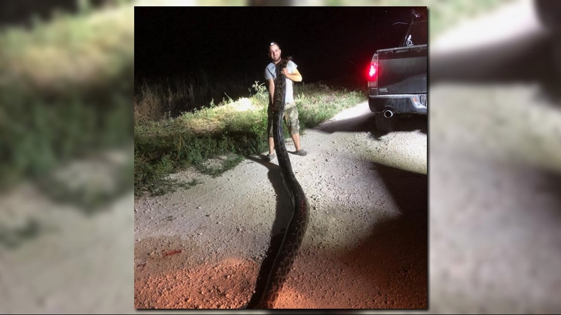 Holy python! 17-foot snake captured in South Florida | king5.com