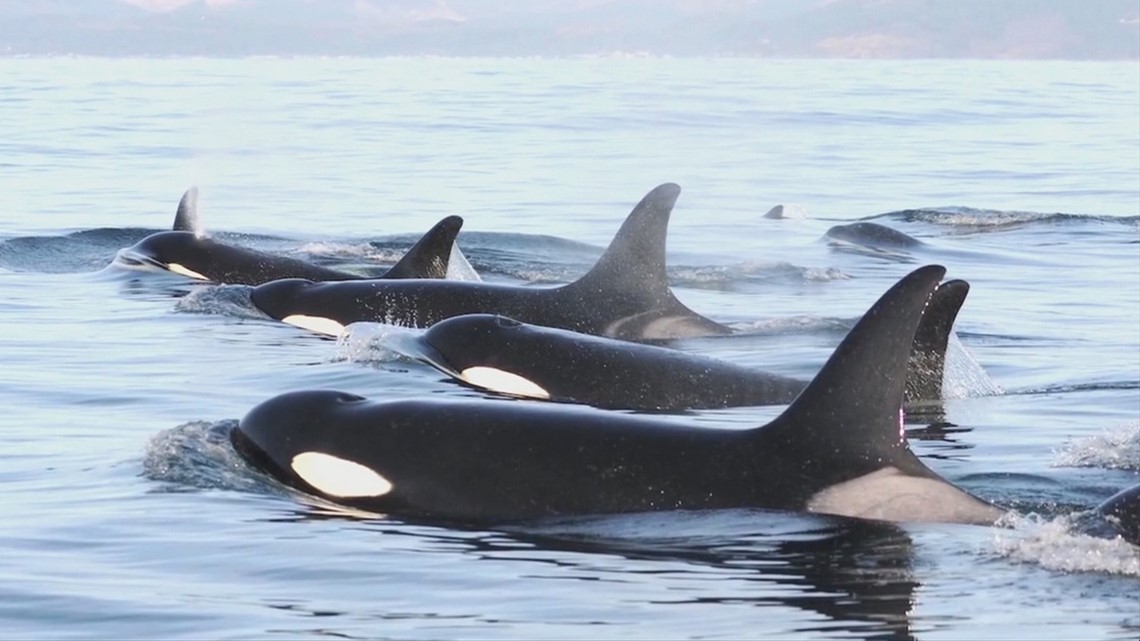Orca groups call for immediate action to save Southern Residents ...
