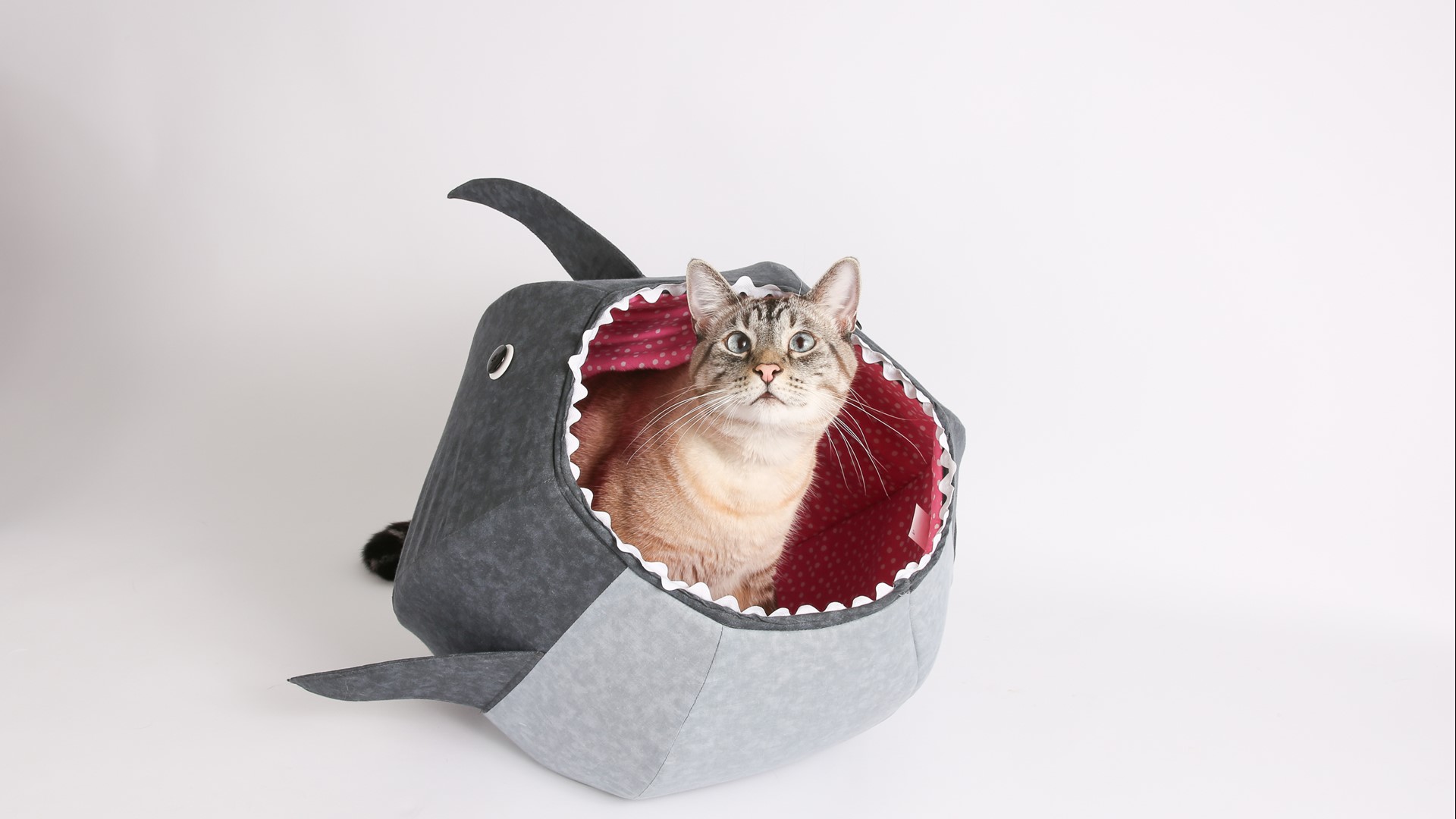 The Bellevue-based Cat Ball is on-trend right meow | king5.com