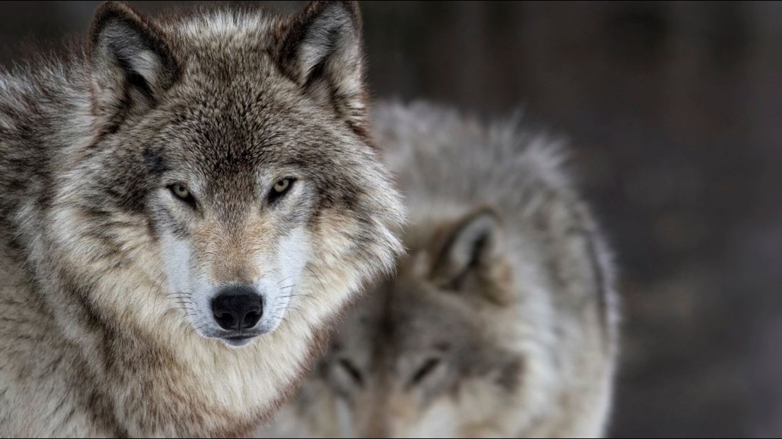 Wolves making faster comeback than expected in Washington state | king5.com