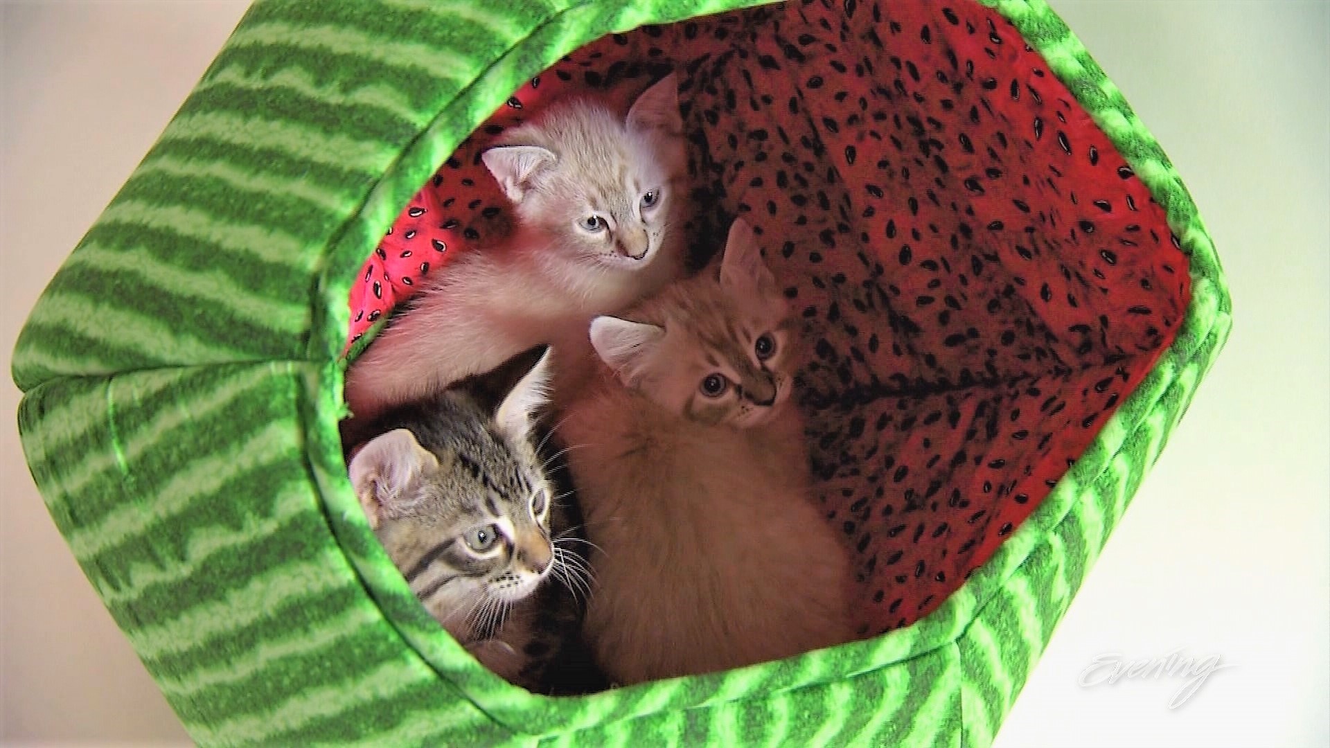 The Bellevue-based Cat Ball is on-trend right meow | king5.com