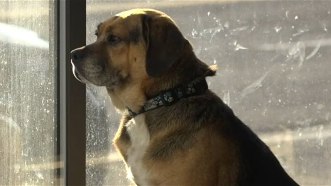 Stray beagle in Washington goes home to Las Vegas after 3 years | king5.com
