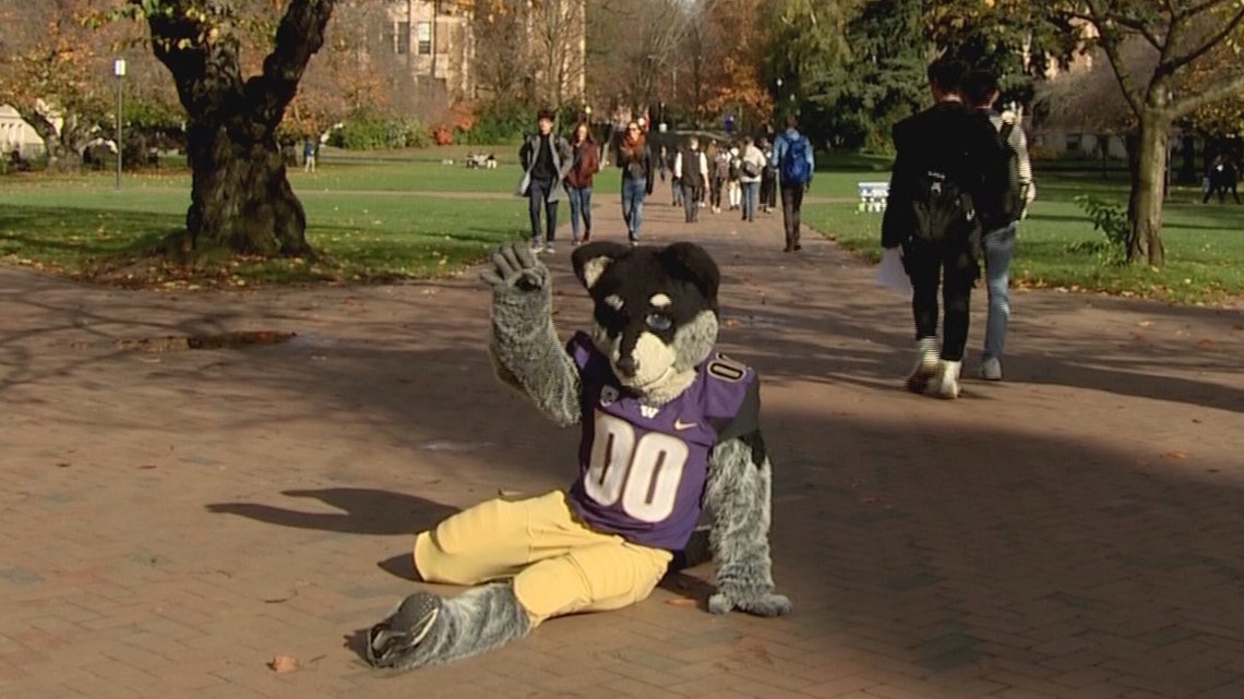 Harry the Husky brings spirit to University of Washington | king5.com