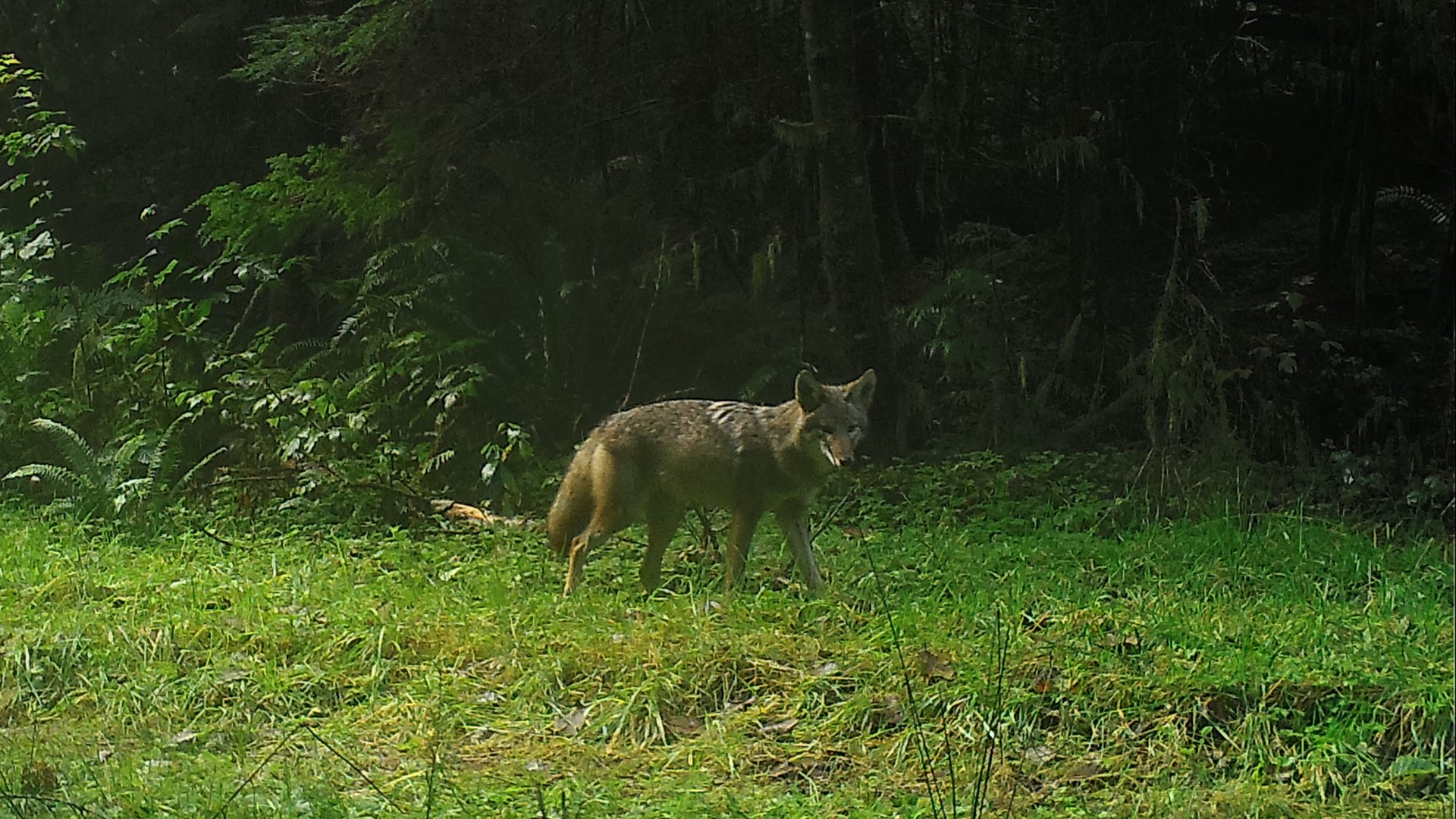 Project uses wildlife cameras to study Seattle coyotes, carnivores ...