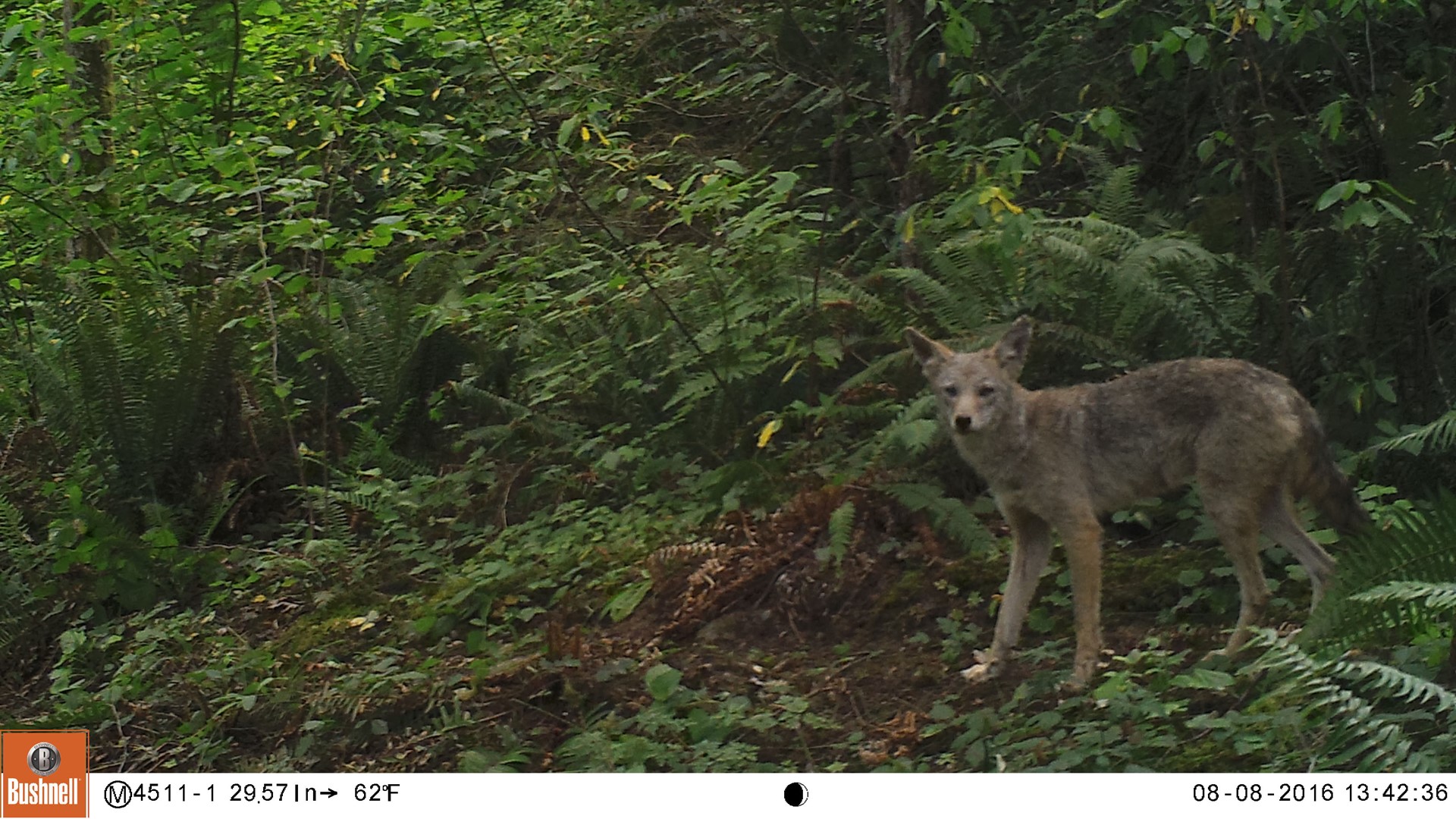 Project uses wildlife cameras to study Seattle coyotes, carnivores ...