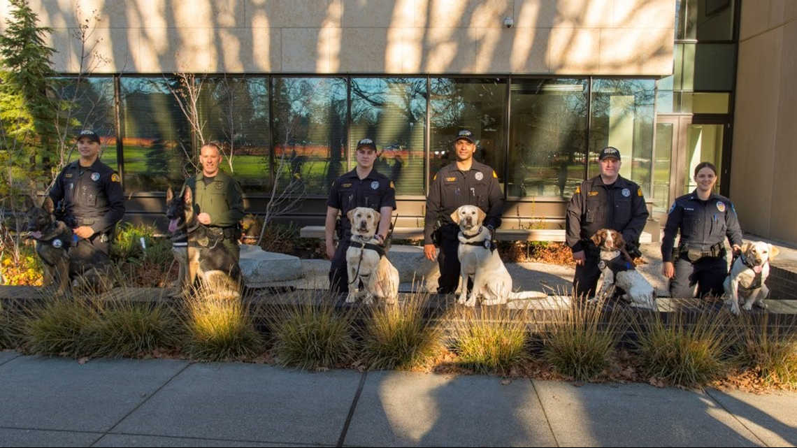 6 drug-sniffing dogs join Washington State Patrol | king5.com
