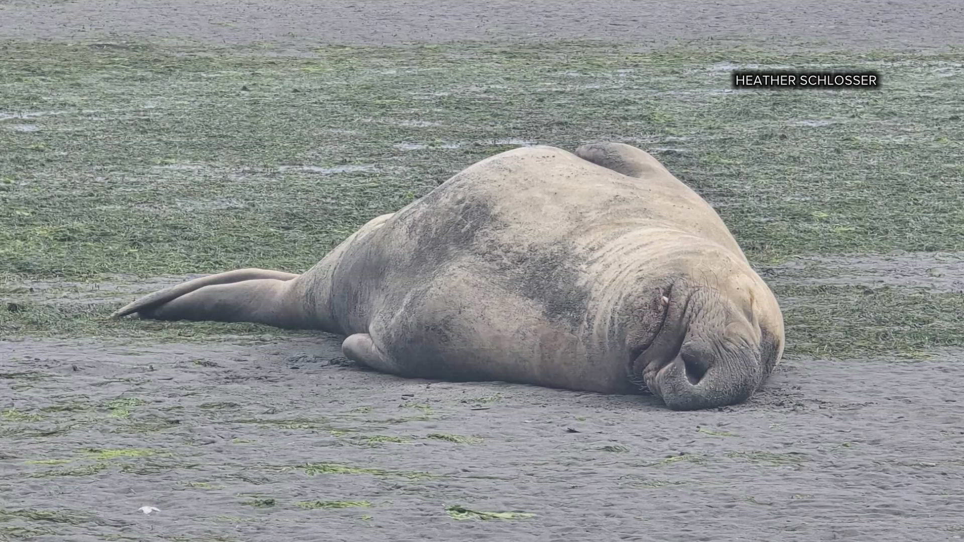 Rare elephant seal sighting captivates Vashon Island | king5.com