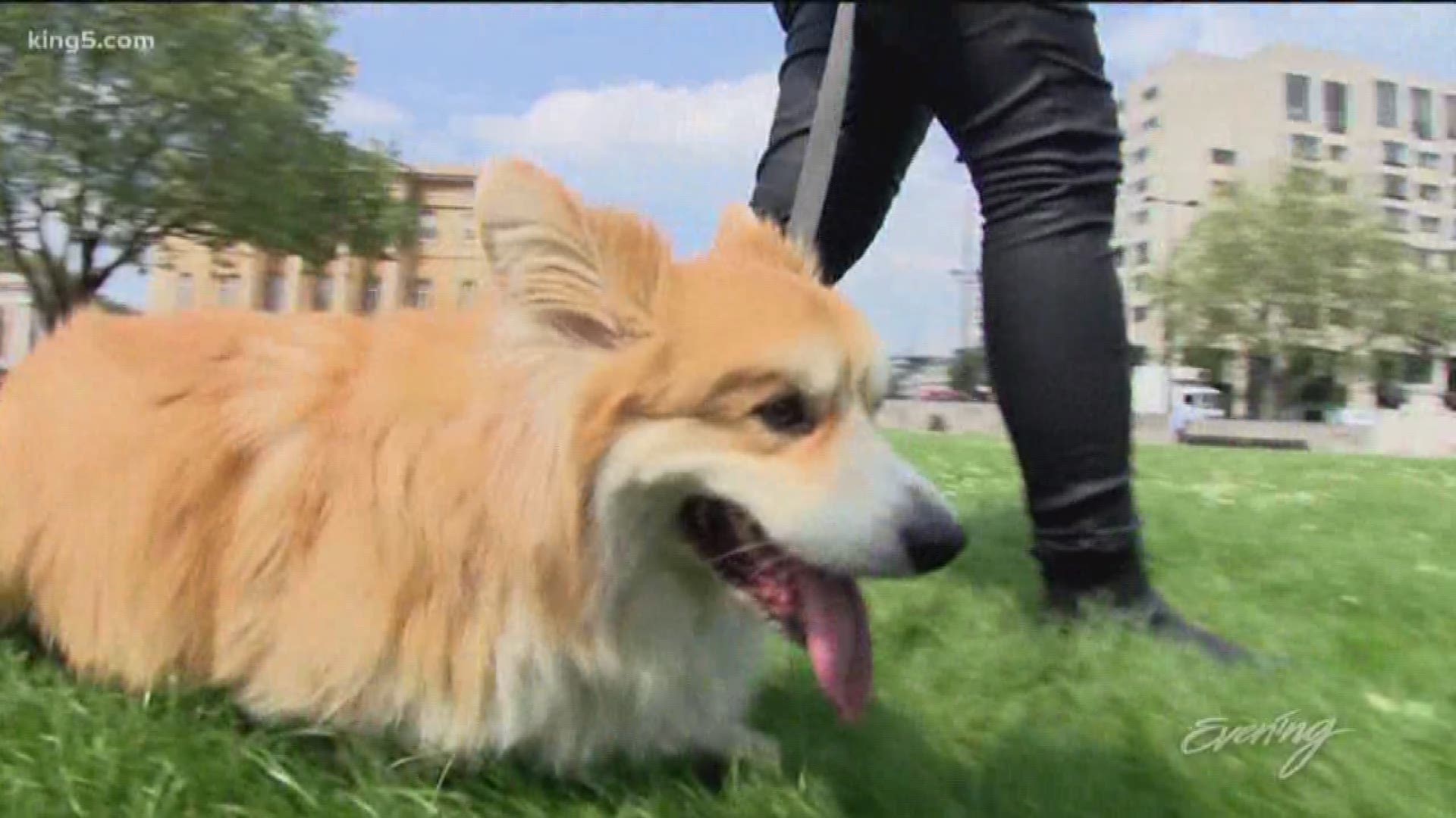 England's reigning pup is Marcel le Corgi | king5.com