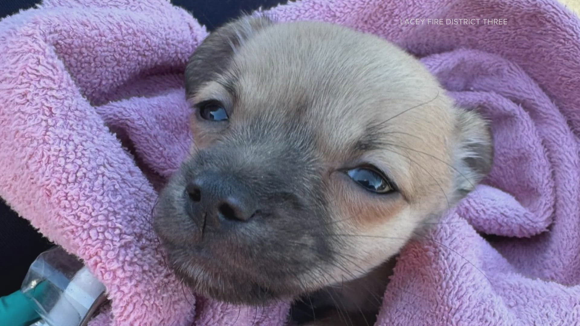 Paramedic revives puppy with Narcan in Lacey | king5.com