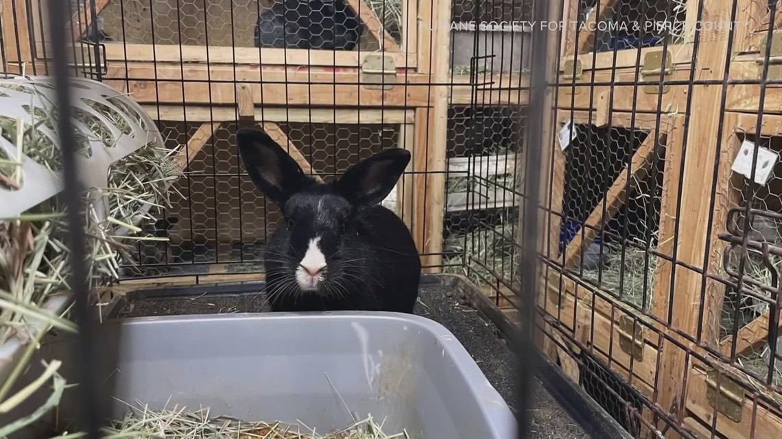 Pierce County woman allowed to keep 11 rabbits after hundreds were ...