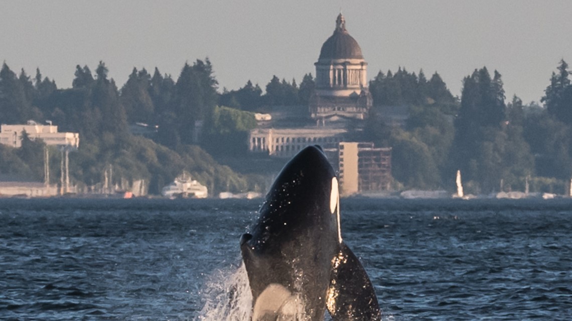 One-third of orca task force recommendations moving forward | king5.com
