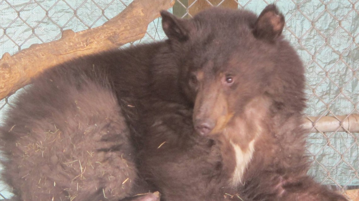Burned bear Cinder shot and killed by hunter in Washington | king5.com