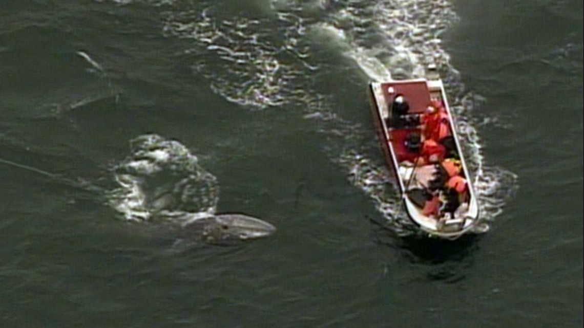 Makah Tribe’s quest to hunt another gray whale moves to court | king5.com