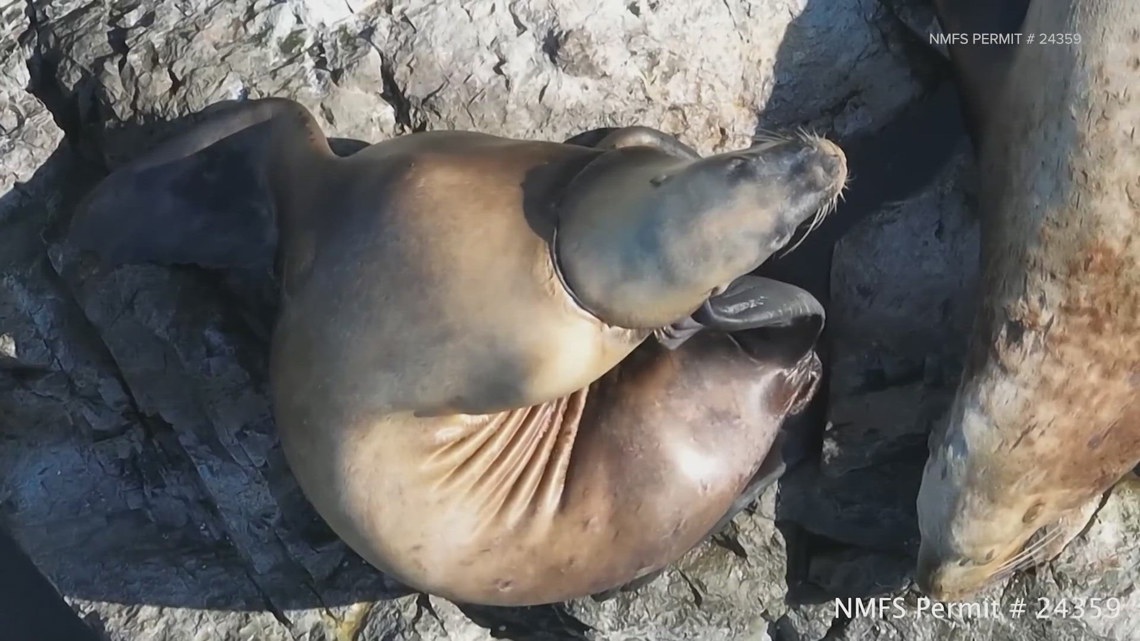 How a Mount Rainier eruption could impact Seattle vs. the South Sound ...