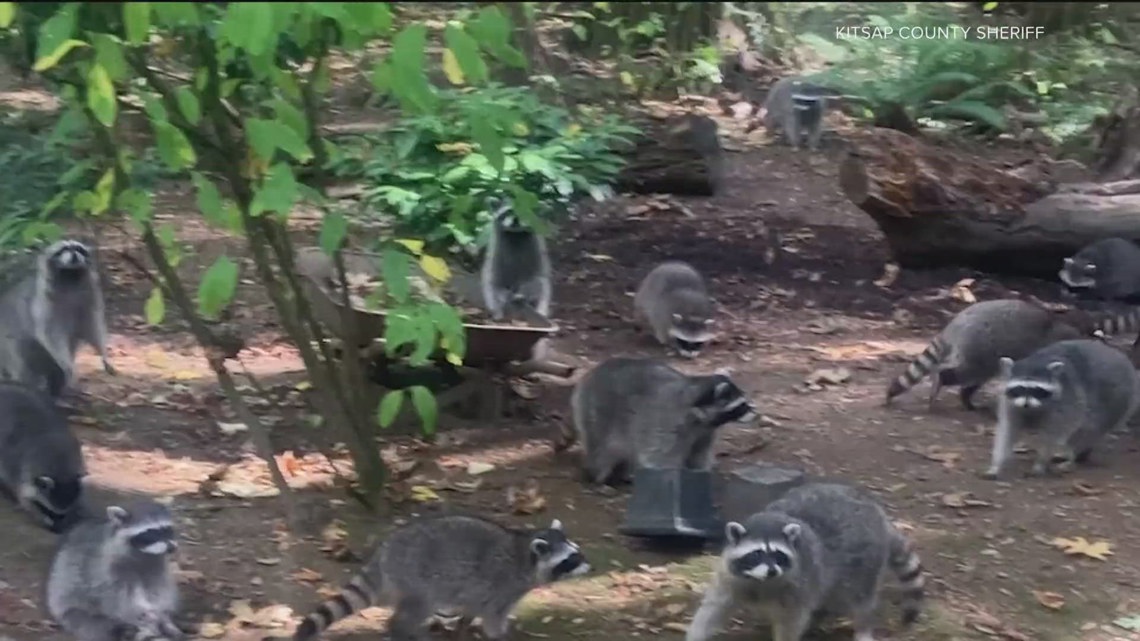 'Swarm of raccoons': Poulsbo woman startled after over 100 raccoons ...