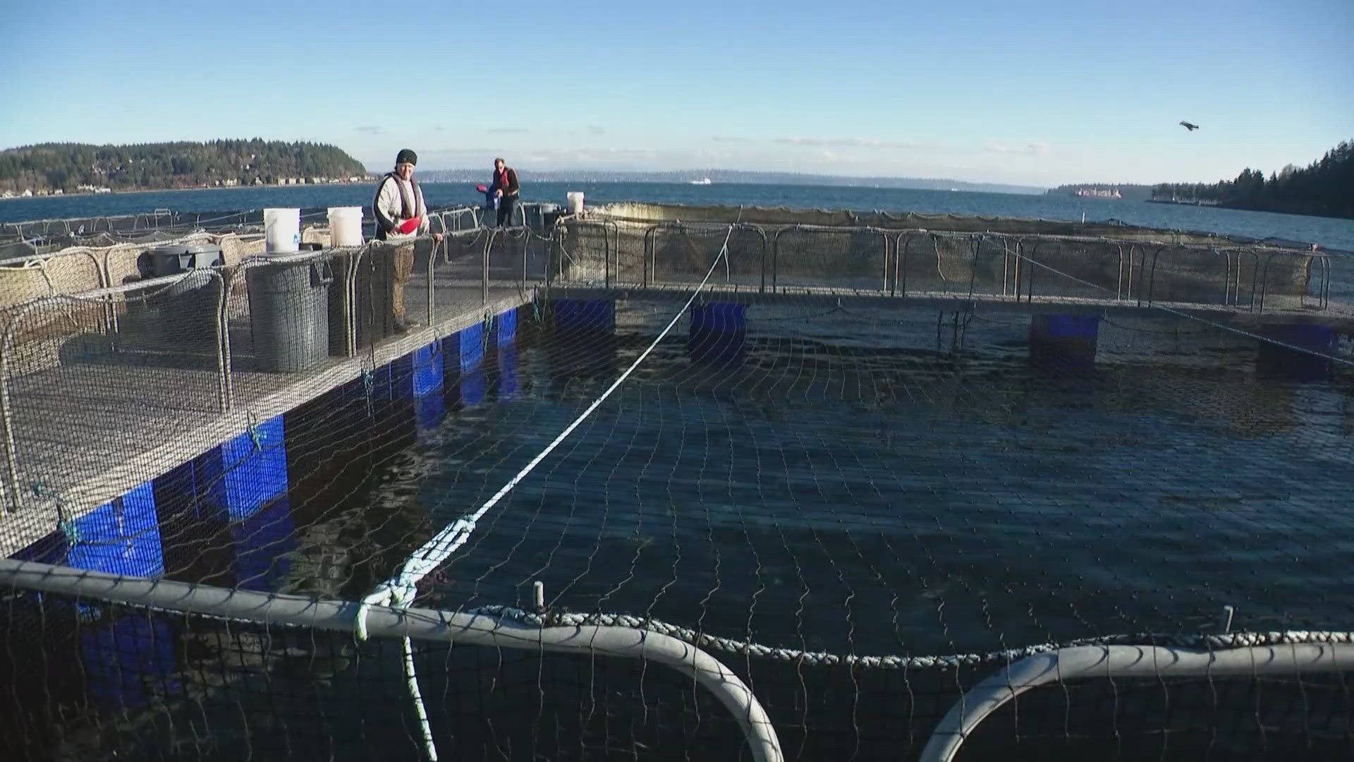 Aquaculture nonprofit sues Washington Department of Natural Resources ...