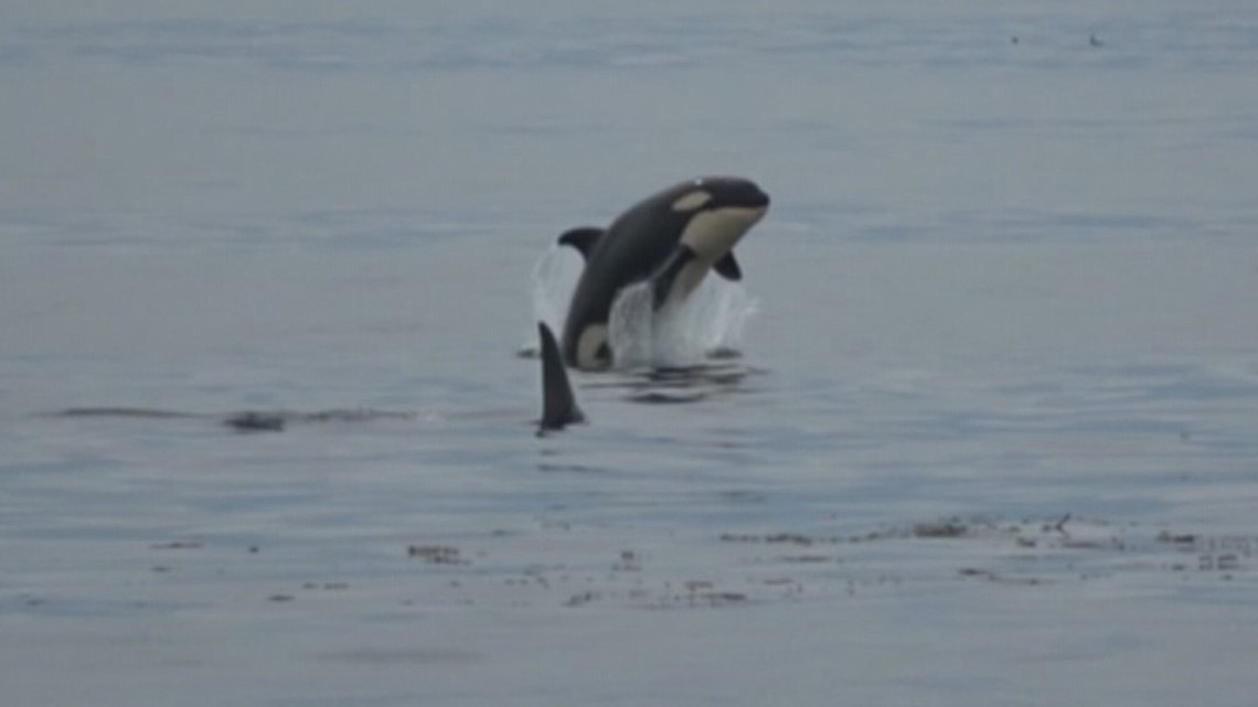 WATCH: Baby orca belly flops in the Salish Sea | king5.com
