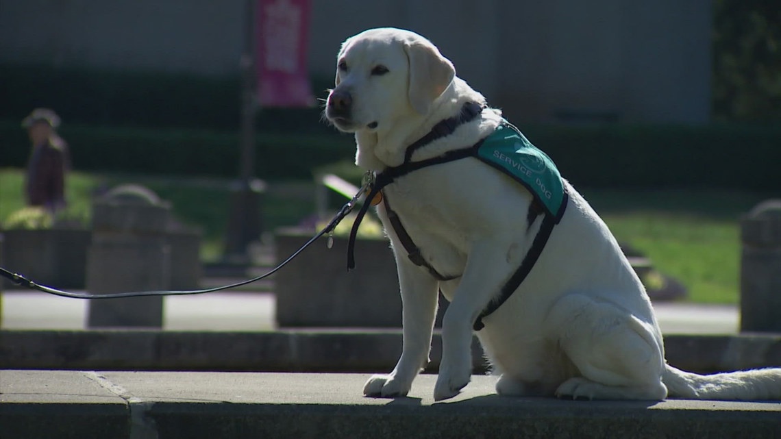 Nick's Magnificent transforms playtime at luxury indoor playground ...