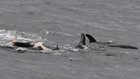 It's a girl! J58, Southern Resident orca calf born last year, is female ...