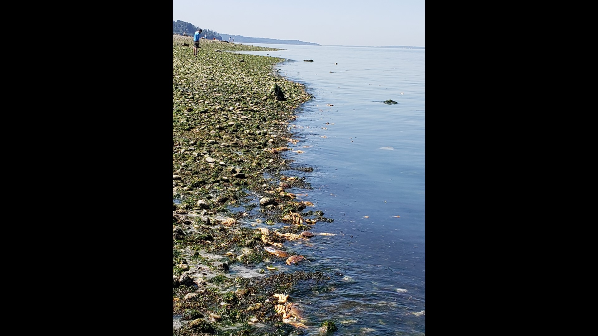 Here's why you're seeing lots of crab shells washed up on Mukilteo ...