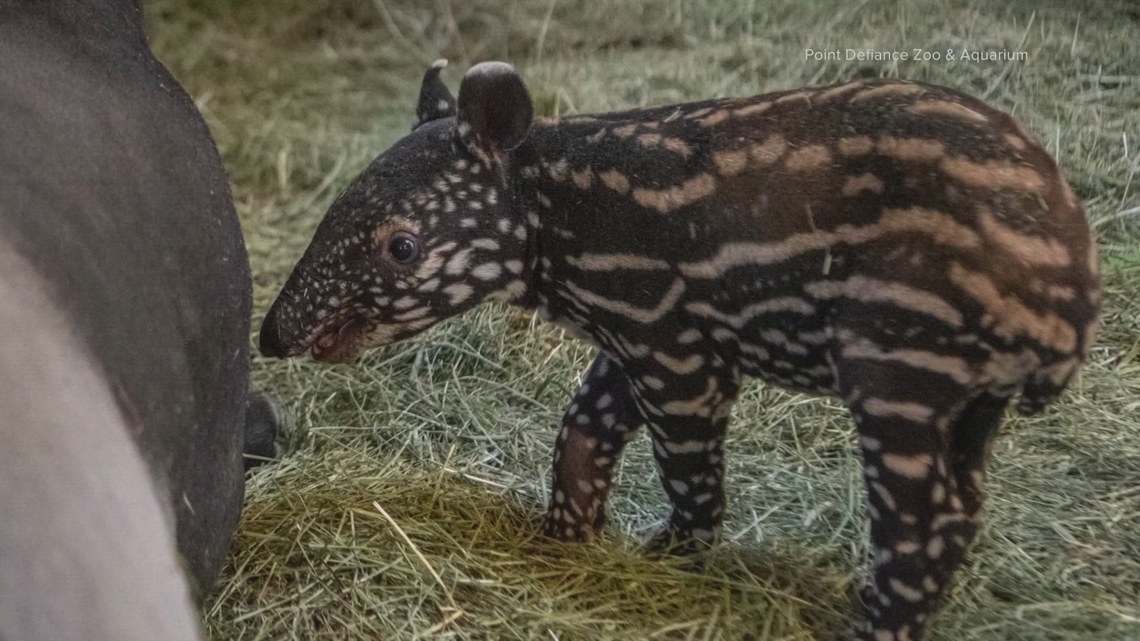 Name, gender of Malayan tapir calf born at Point Defiance Zoo revealed ...