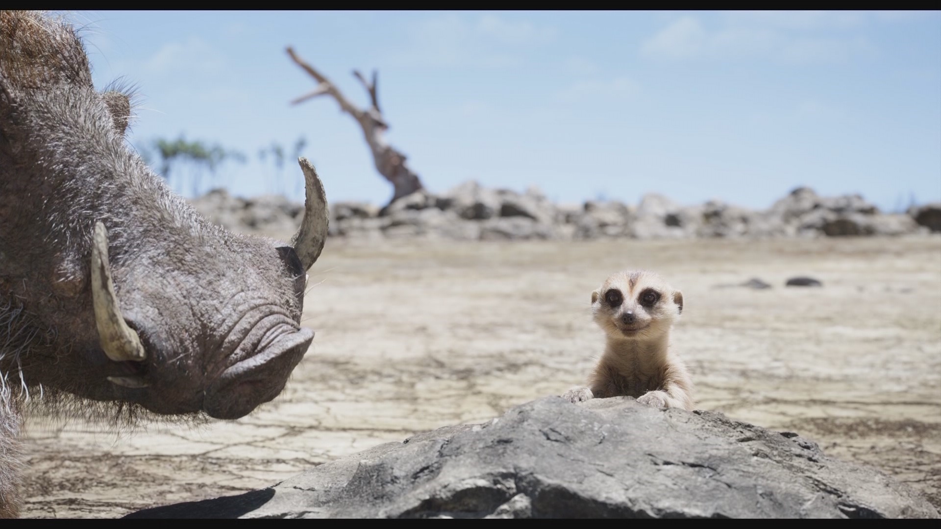 Billy Eichner and Seth Rogen shine as comedy duo in Disney's 'The Lion King' remake | king5.com