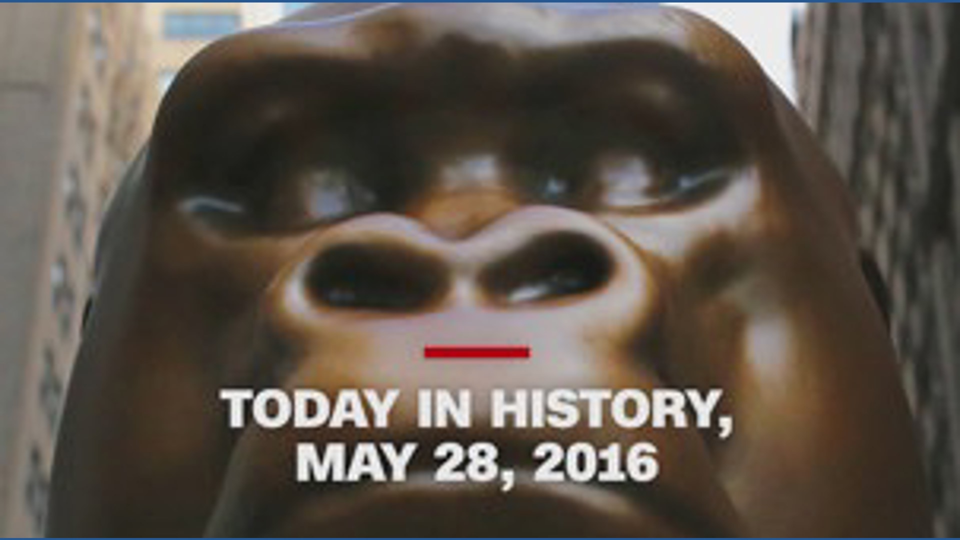 Today in History: Harambe the Gorilla shot | king5.com