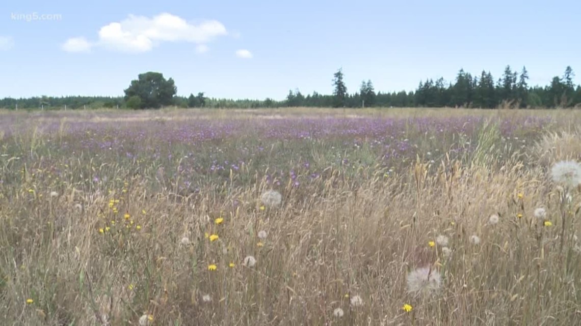 UW scientists studying how to save Washington's disappearing prairies ...