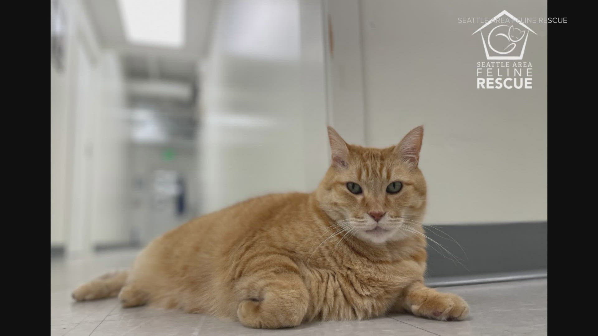 Seattle Area Feline Rescue: 'Clear the Shelters' supports adoption ...