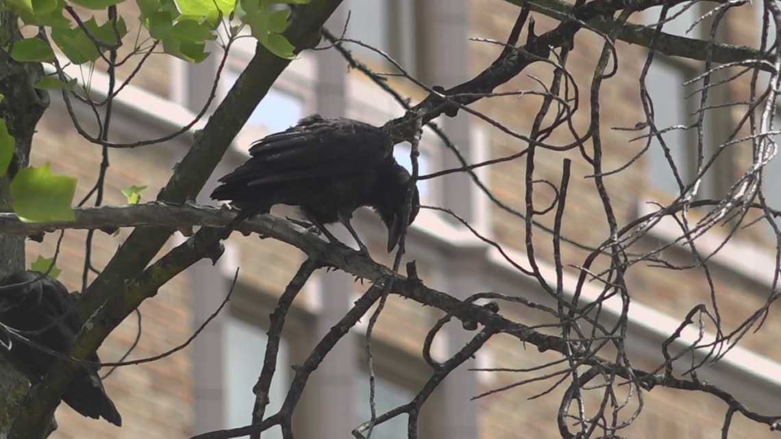 At least 10,000 birds die on UW's campus every year. Here's why | king5.com