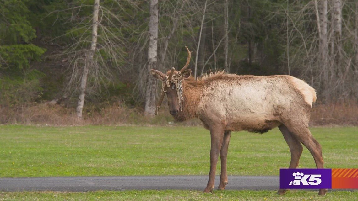 Hammock Head the Elk, the UW shell house and saving a rhododendron ...