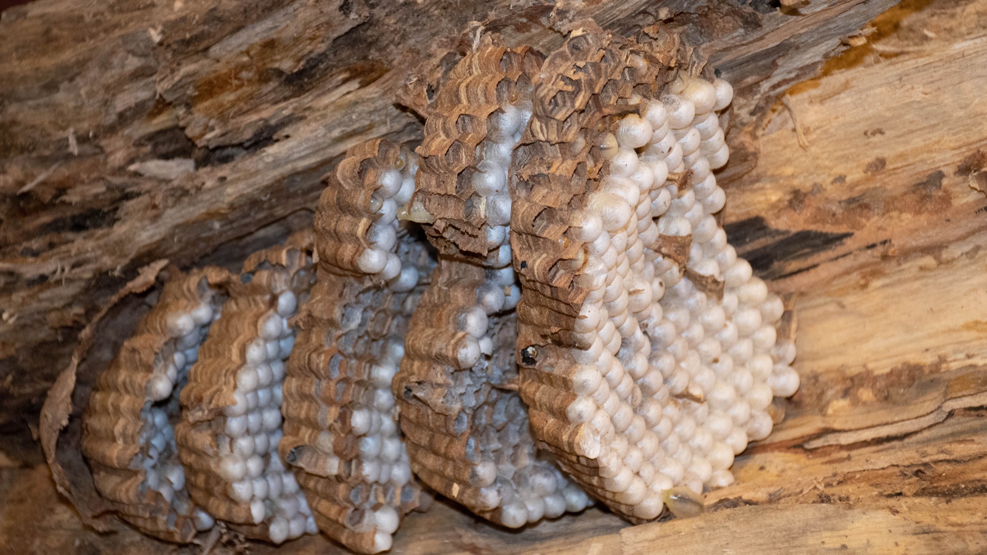 Eradicated Asian giant hornet nest in Whatcom County 3 times larger ...